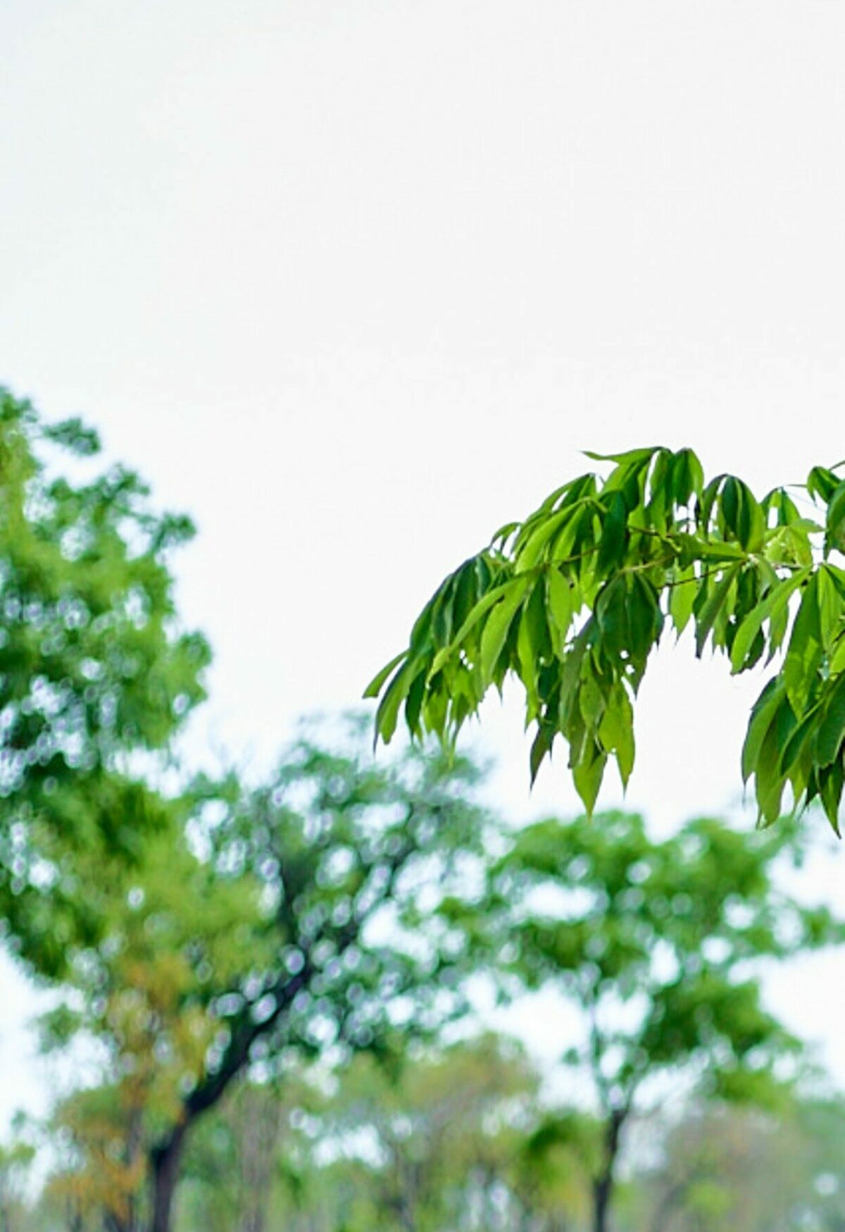 iNovaland’s 2025 Corporate Report: Five Years of Impact-Driven Stewardship – iNovaland